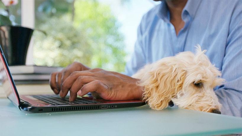 Ya no se podrá vender ni comprar animales por Facebook - Tucumán - el ... Ya no se podrá vender ni comprar animales por Facebook - Tucumán - el ...
