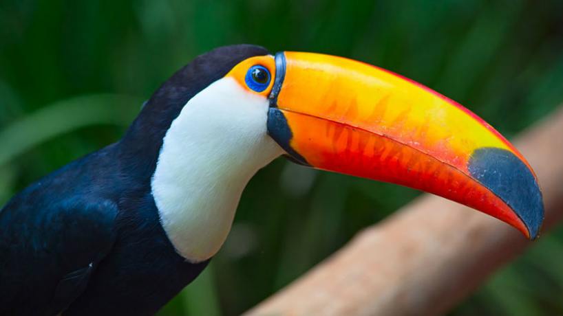 "Queremos volver a la selva": el pedido por los tucanes de Tucumán ...