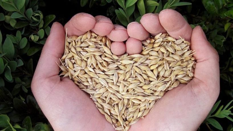 Regalan 2.000 semillas de árboles en la peatonal Mendoza - Tucumán - el ...