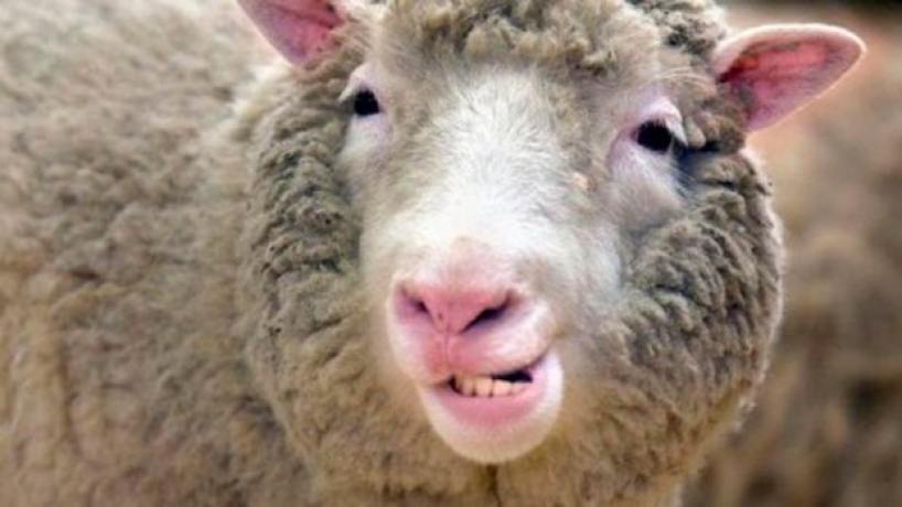 "Todo el día decía 'Meeeeee'": la oveja inquilina de barrio Norte ...