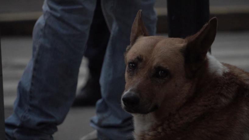 ¿Por qué los perros ladran? - Tucumán - el tucumano