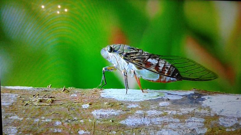 "A ve si te gusta a vo": la venganza de un tucumano contra un coyuyo ...