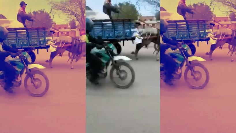 Pobre animal!”: la persecución y el final de película que se vivió en ...