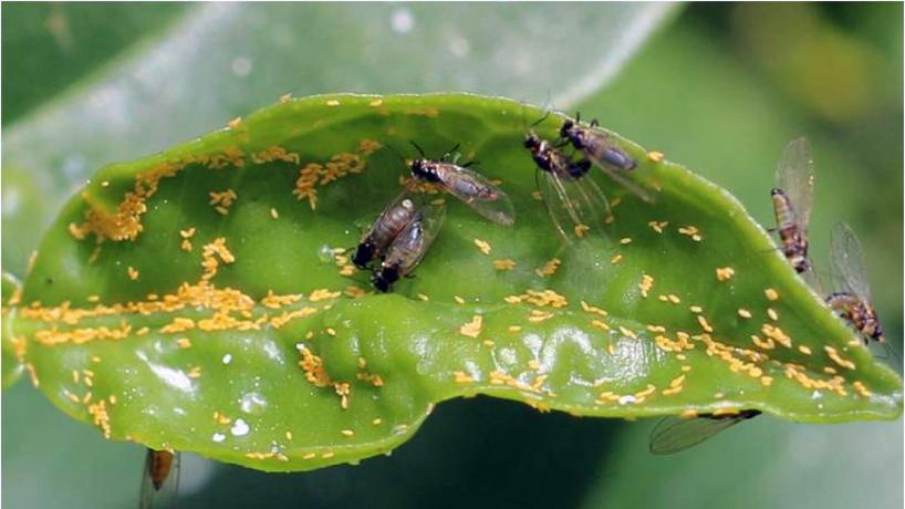 Intensifican controles contra el HLB ante la aparición de nuevos focos ...