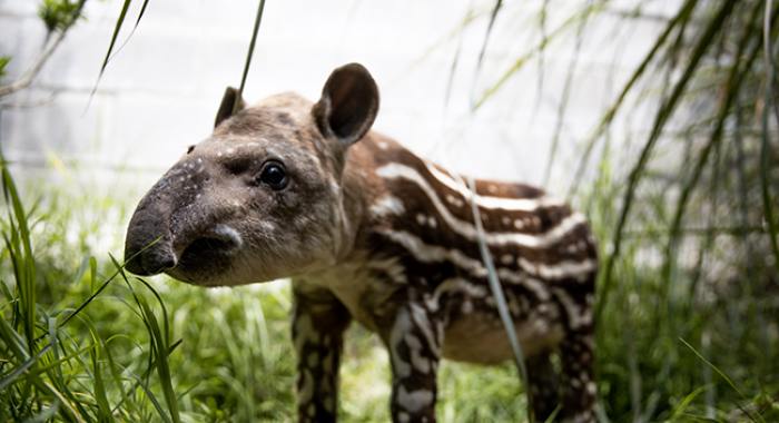 Proyecto Tapir: "Protegiéndola a ella, salvamos a otras especies ...